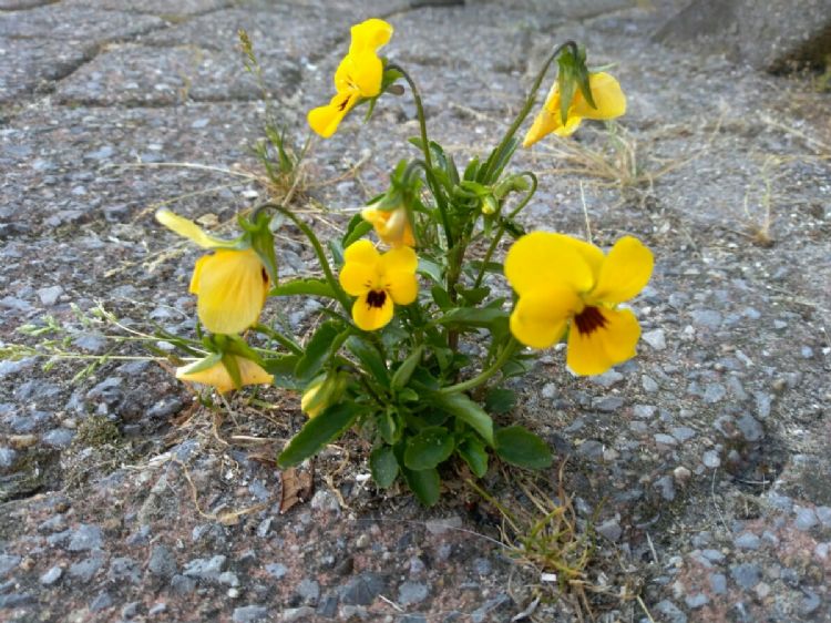 Stichtingen Entente Florale Nederland en Operatie Steenbreek willen ...