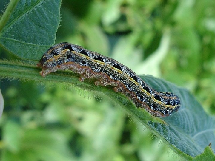Het mengen van grassoorten kan insectenplagen in gras verminderen