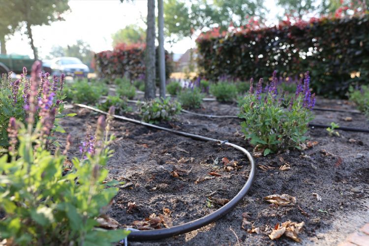 Webinar beregening met druppelbevloeiing