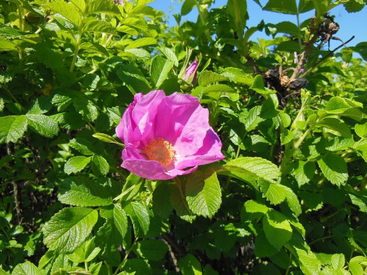 Sierteeltketen belangrijke introductieroute van uitheemse planten