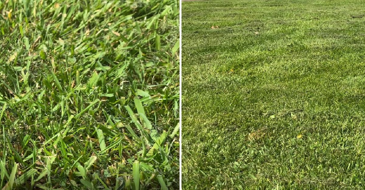 Zachte winters zorgen voor meer witbol en ruwbeemd in het gazon