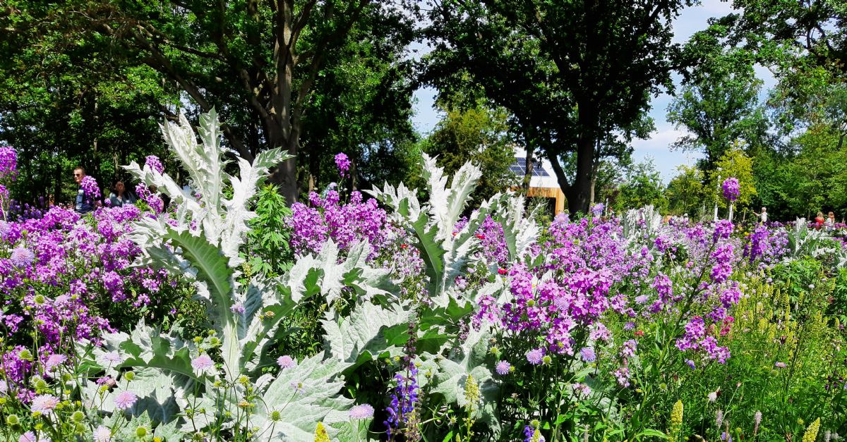 De tien mooiste inheemse planten om mee te ontwerpen