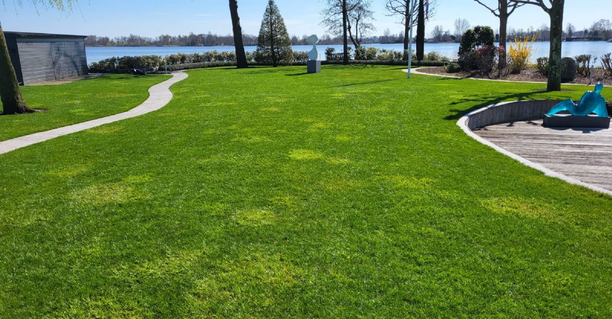 Let op: ruwbeemd en witbol in het gazon