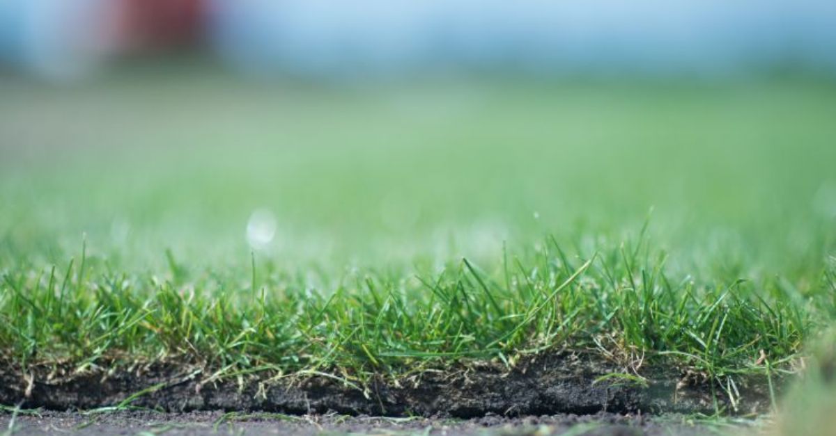 Graszoden leggen in de zomer: waar dien je rekening mee te houden?