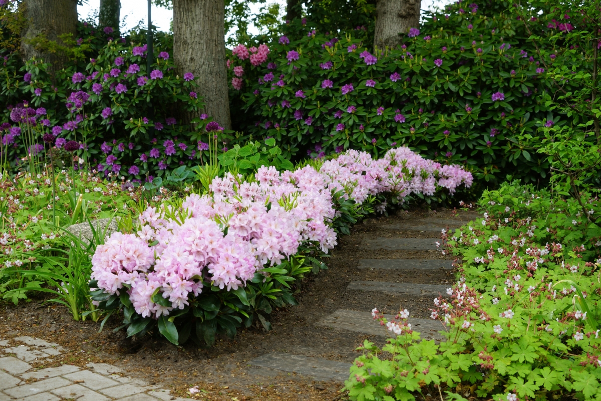 Inkarho-rododendrons kunnen ook in turfvrije potgrond groeien