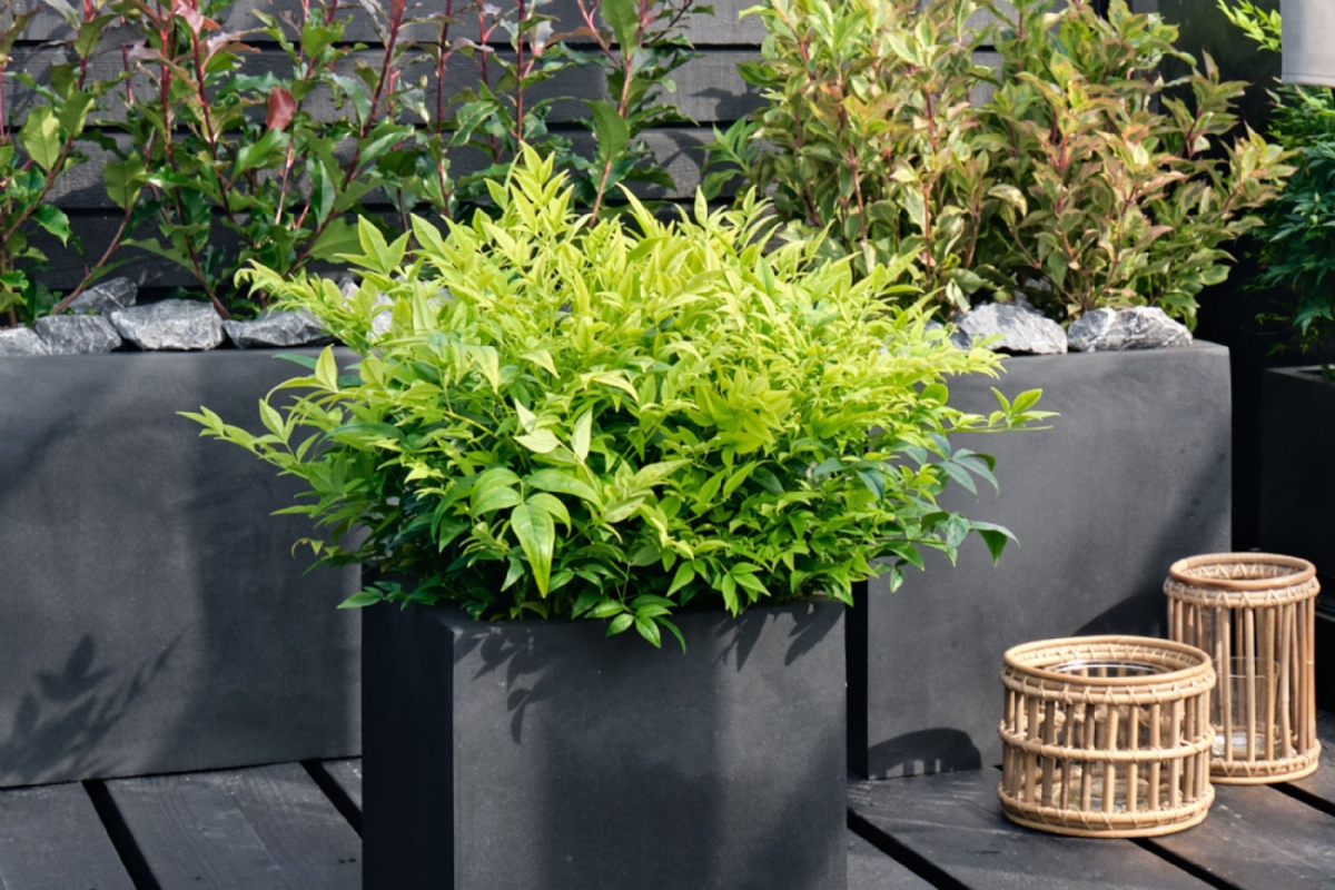 Nandina 'Magical Lemon Lime' is Shrub Plant of the Year 2026